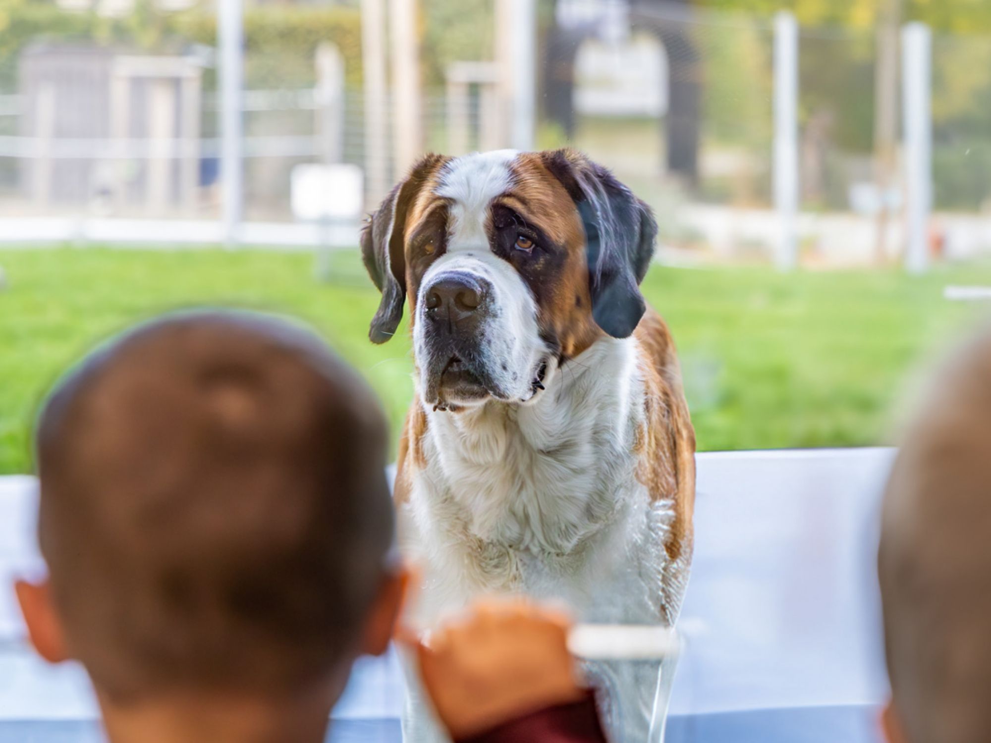 Inngangsbillett Barryland i Martigny