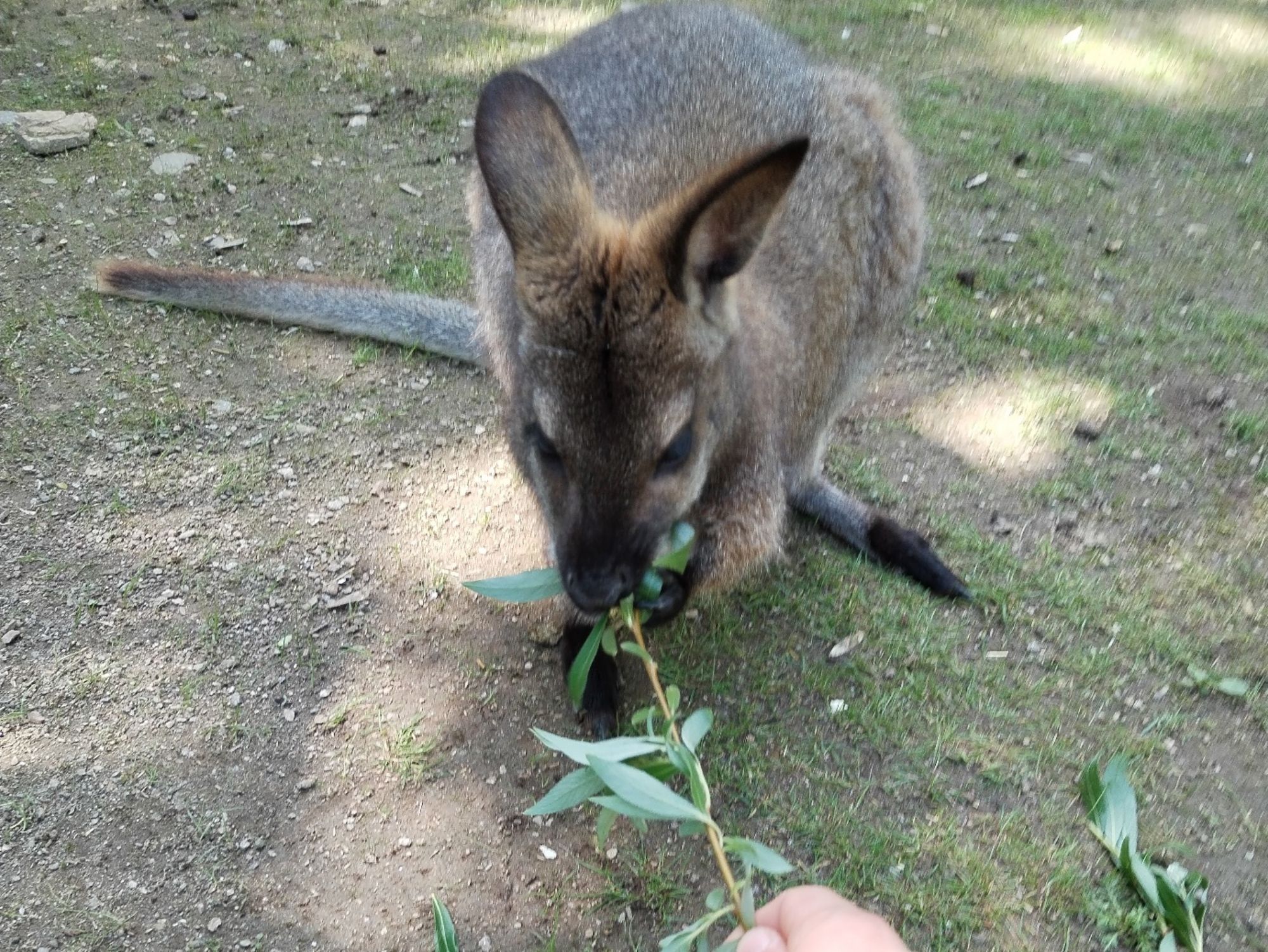 Përvoja me kafshët në Zoo al Maglio