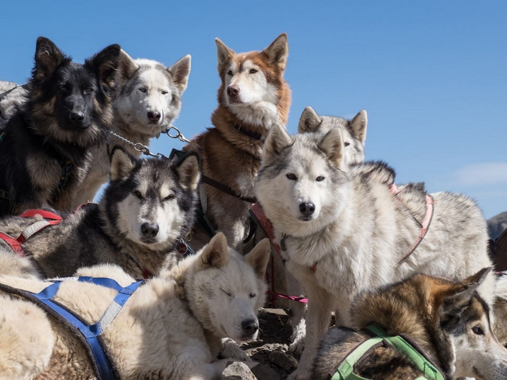 Family adventures in the rhythm of sled dogs
