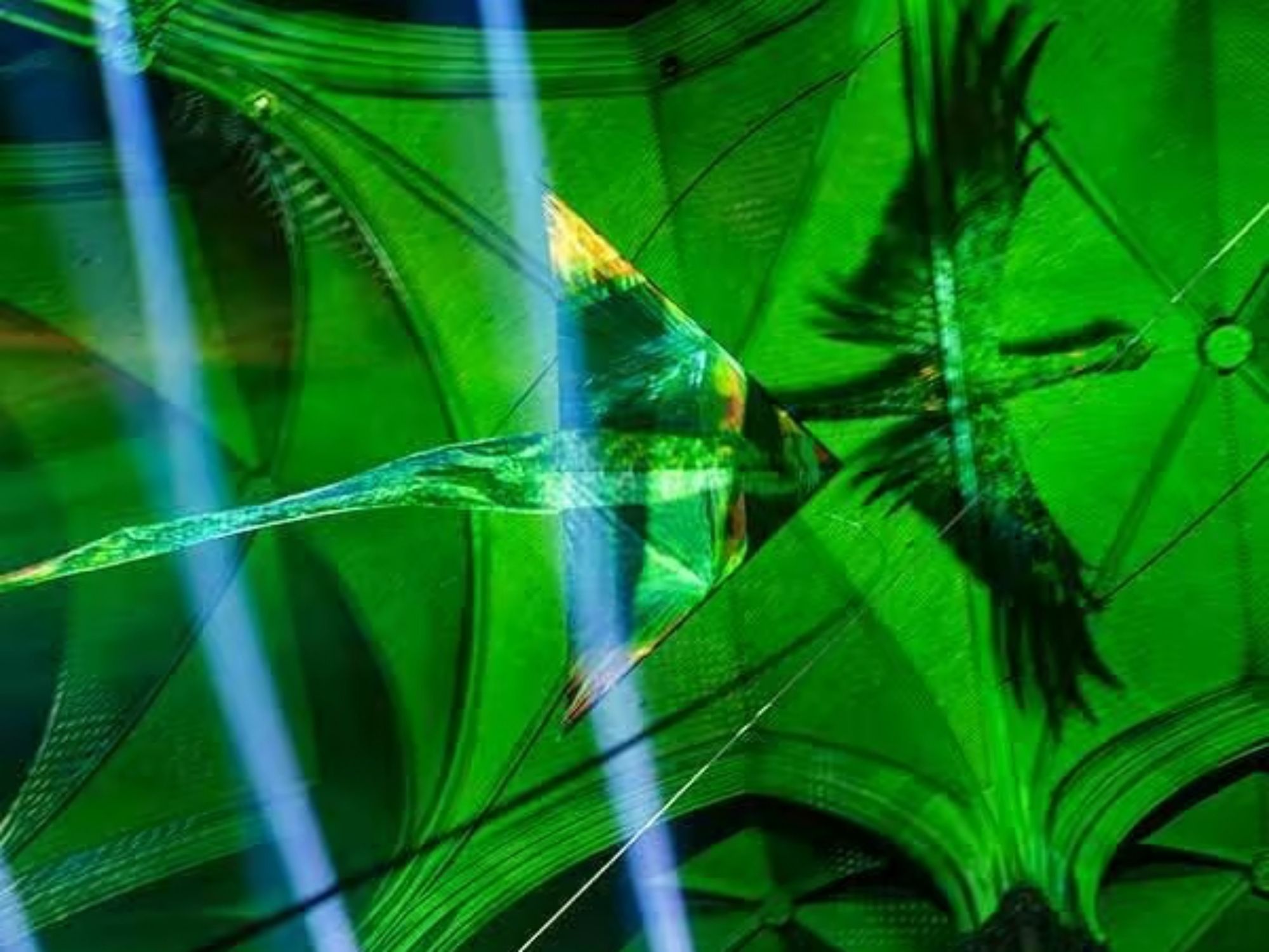 La leggenda dimenticata di Basilea