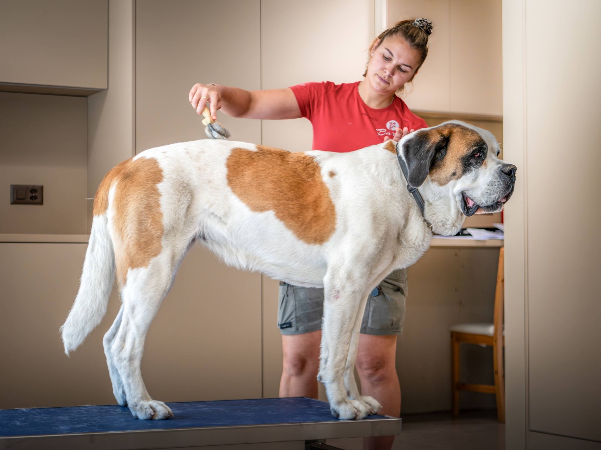 Inngangsbillett Barryland i Martigny