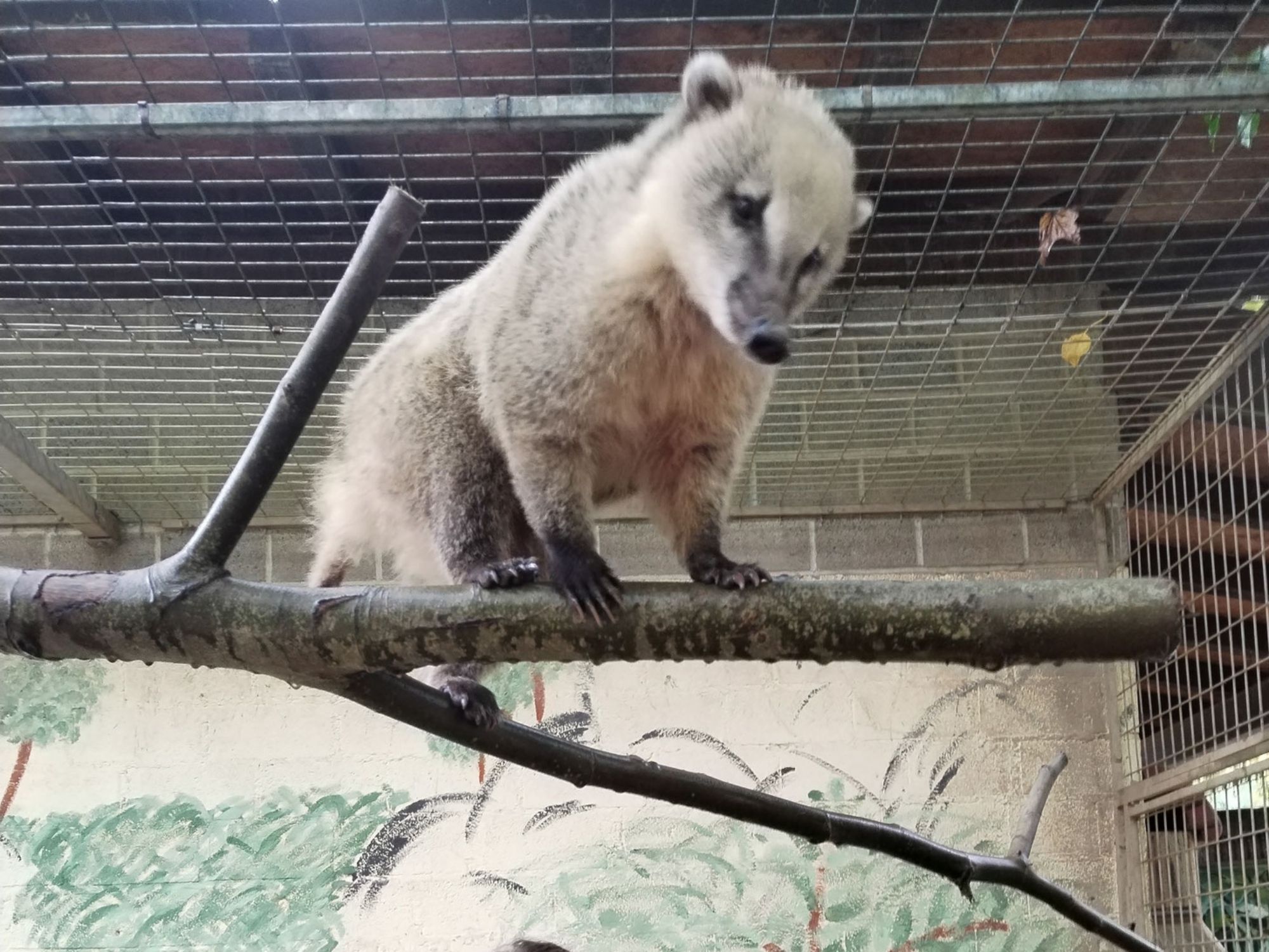 Përvoja me kafshët në Zoo al Maglio