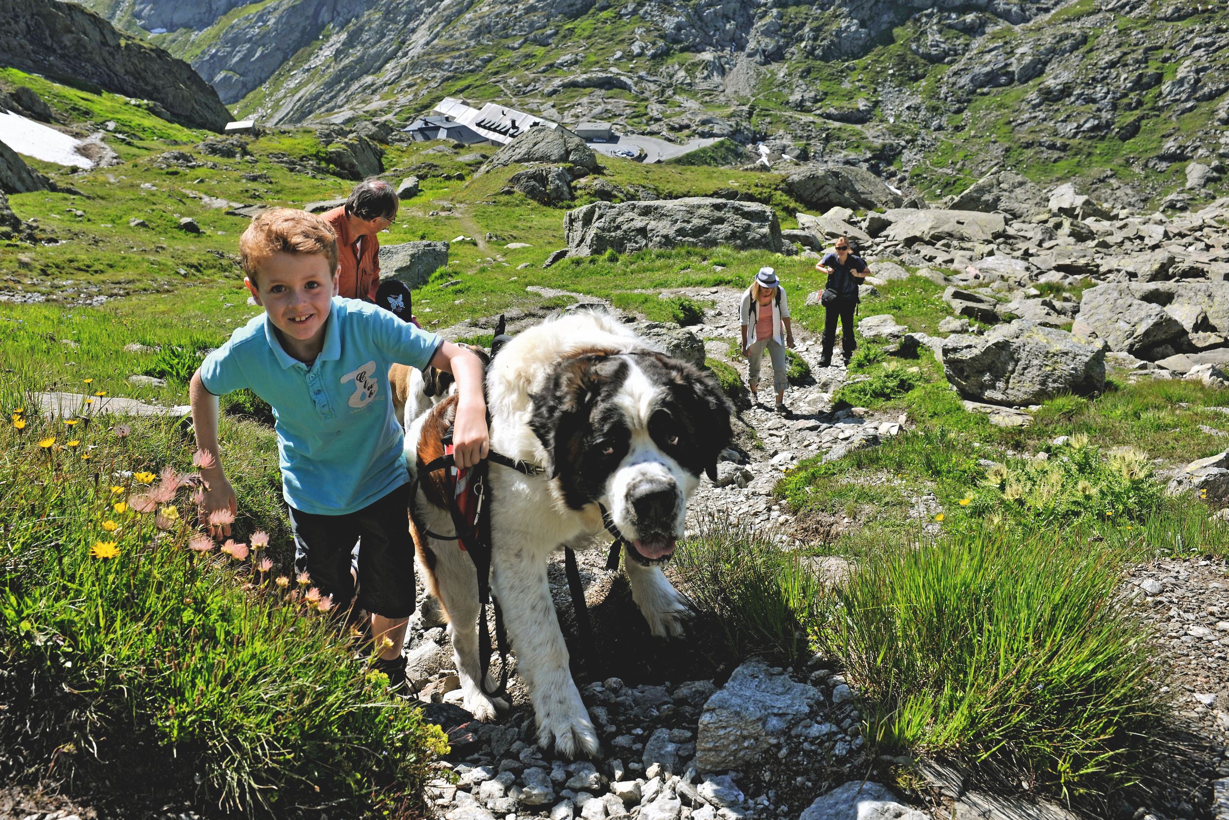 Die 100+ besten Ausflüge mit dem Hund für die Schweiz