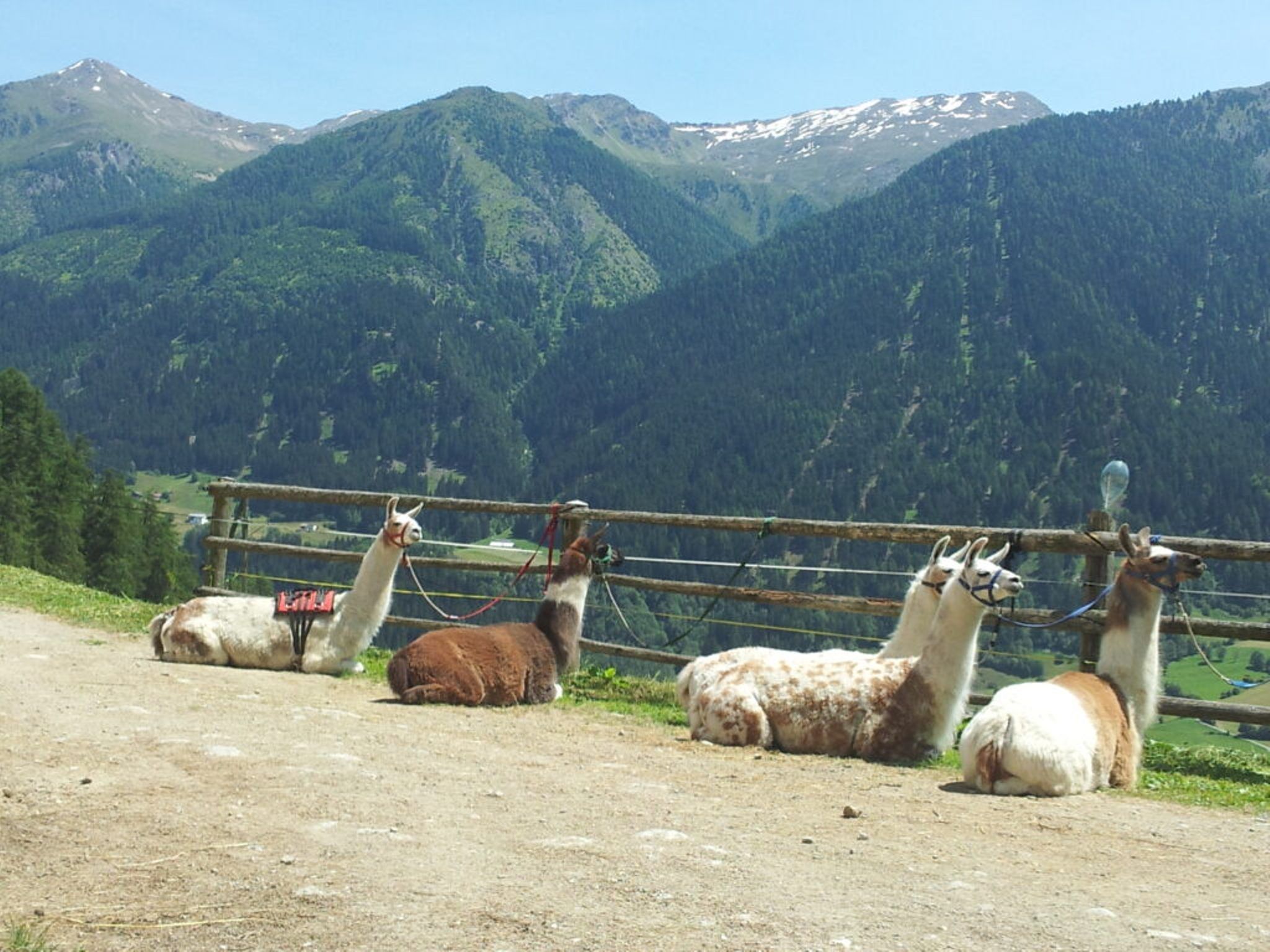 Lama und Alpaka Trekking in der Schweiz