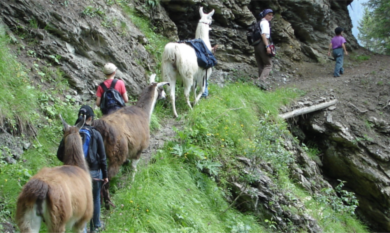 Lama und Alpaka Trekking in der Schweiz