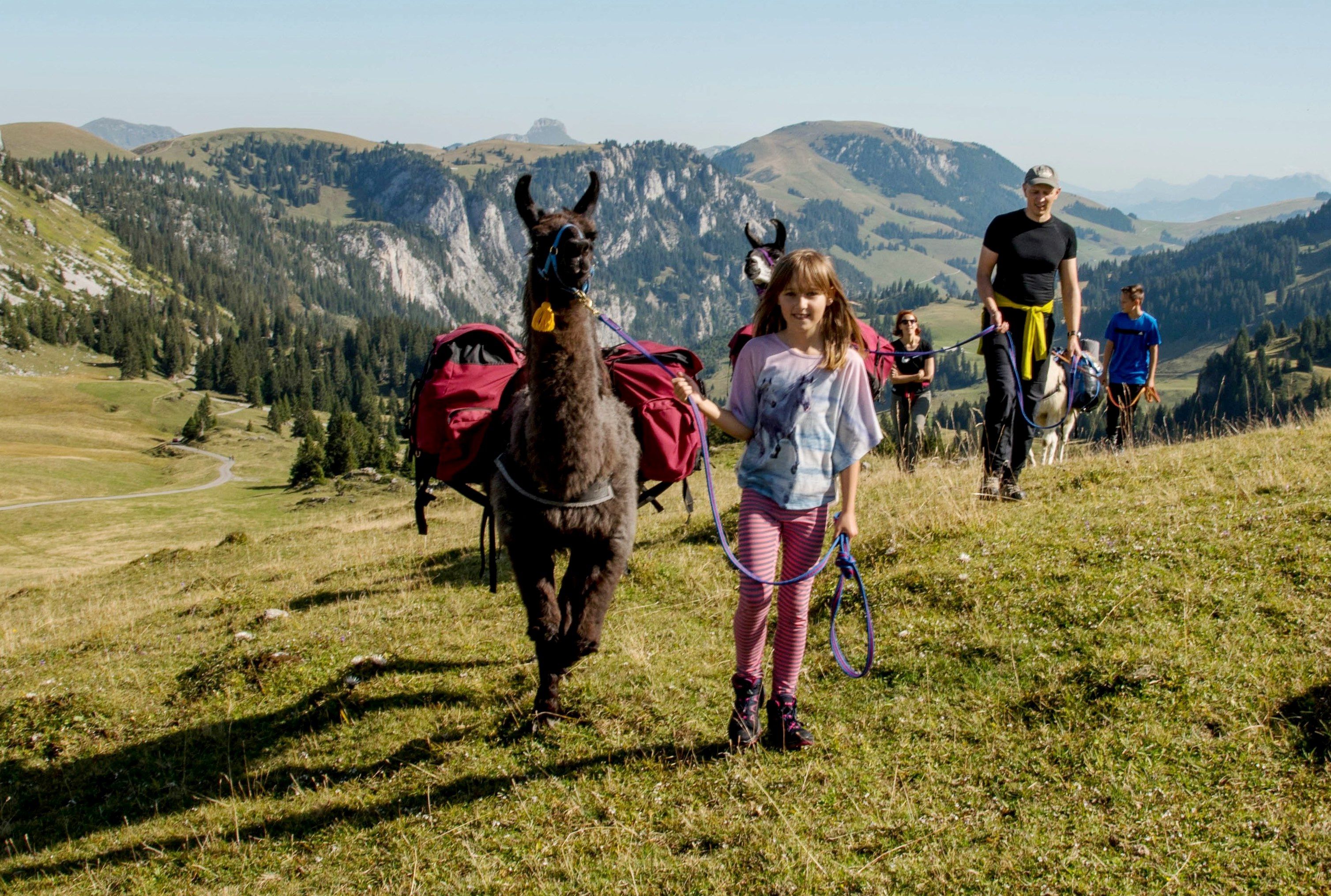 Lama und Alpaka Trekking in der Schweiz