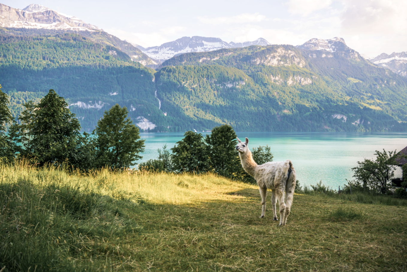 Lama und Alpaka Trekking in der Schweiz