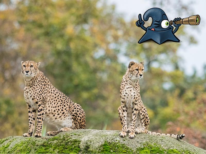 Postenlauf “Basil im Zolli” inkl. Ticket Zoo Basel