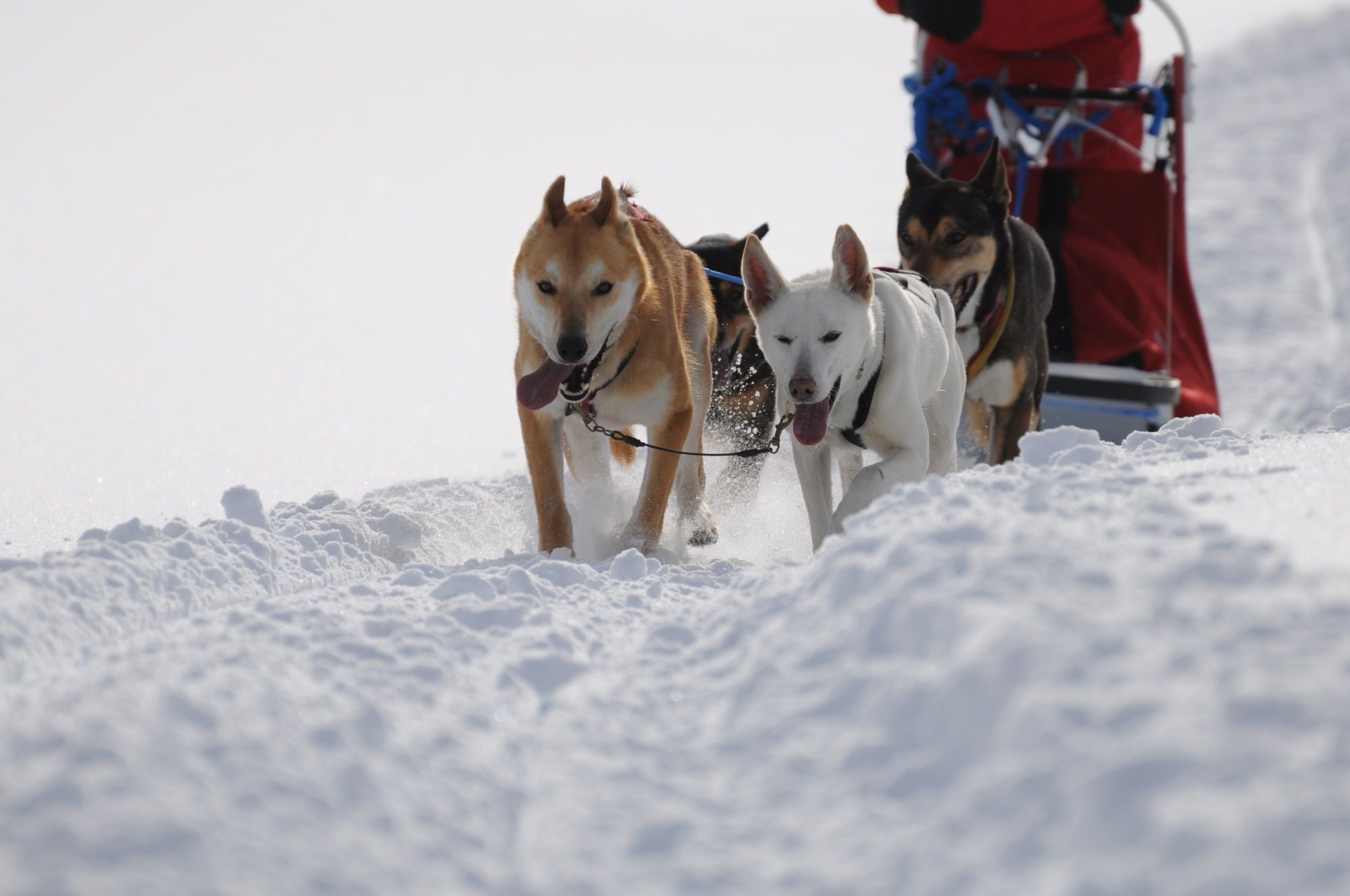 Sled dogs 2026: The best Sled dogs in Switzerland