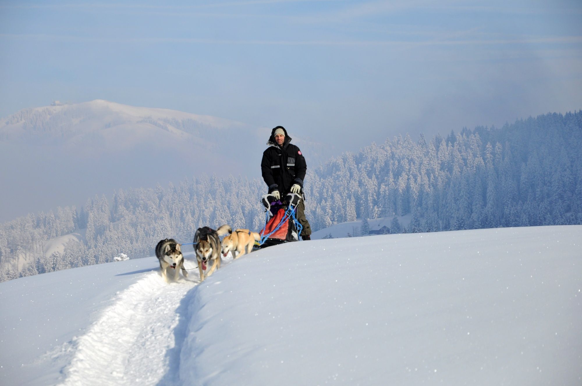 Husky day tour in winter