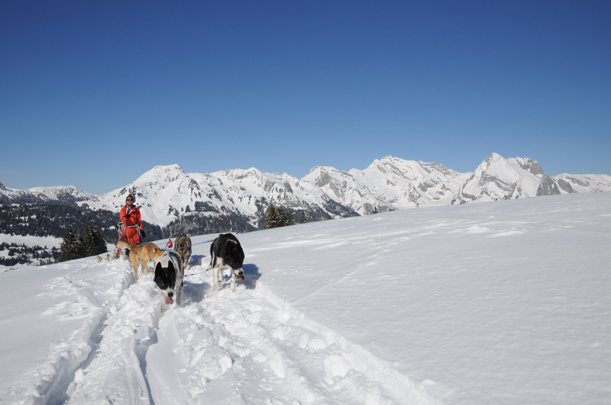 Husky day tour in winter