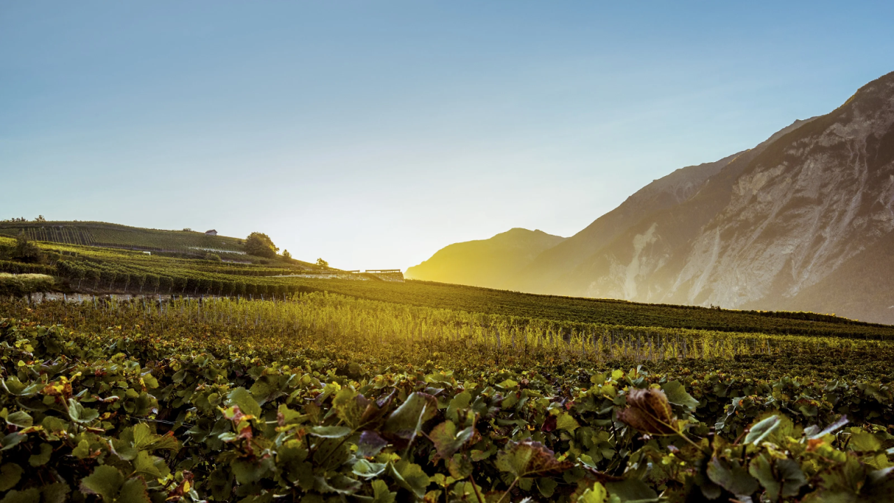 Things to Do in Salgesch 2024 | Swiss Activities