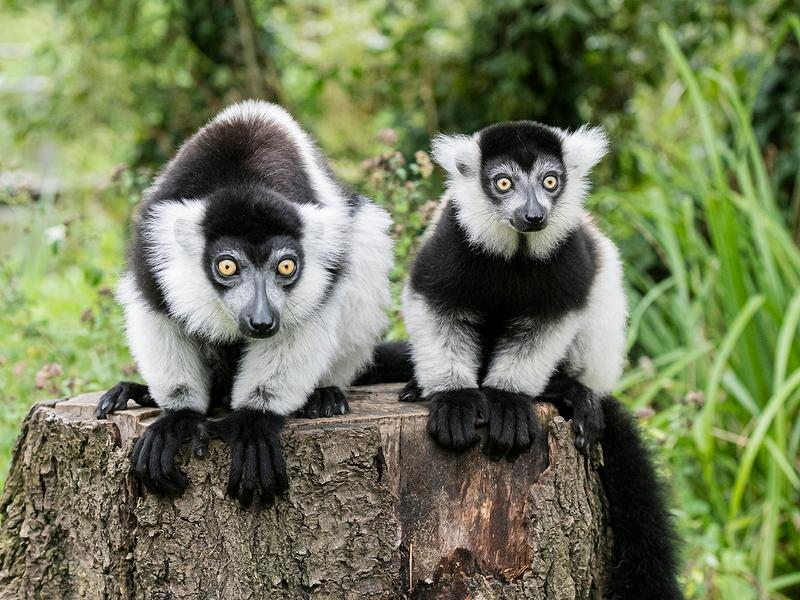 Postenlauf “Basil im Zolli” inkl. Ticket Zoo Basel