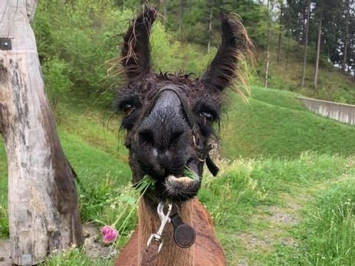 The best Llama and alpaca trekking offers in Switzerland | Swiss Activities